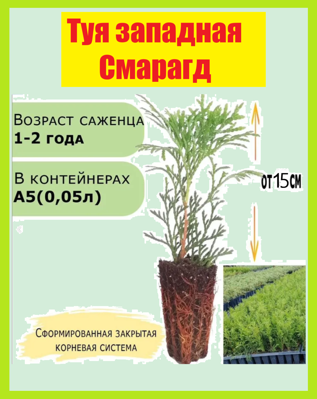 Туя западная Смарагд- -саженцы 1 шт. От 15 СМ