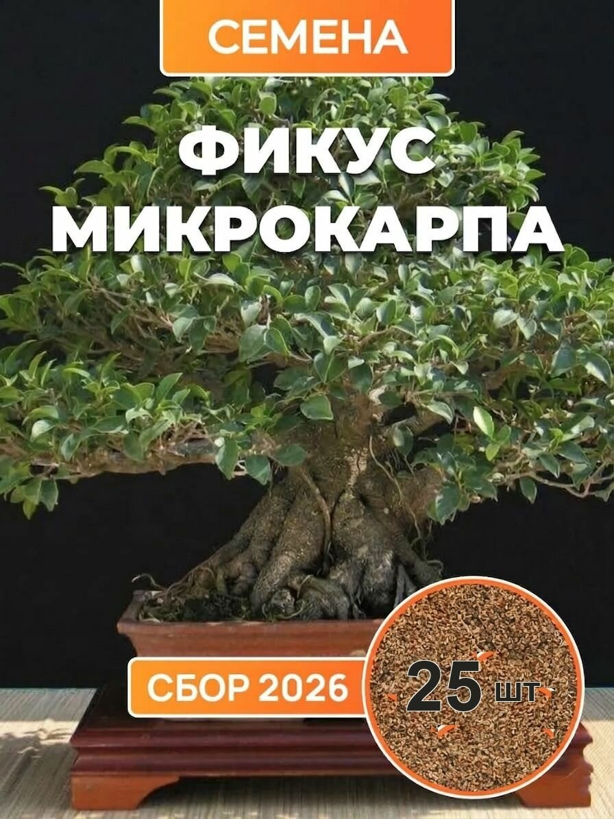 Фикус микрокарпа, комнатный бонсай, семена 25 шт