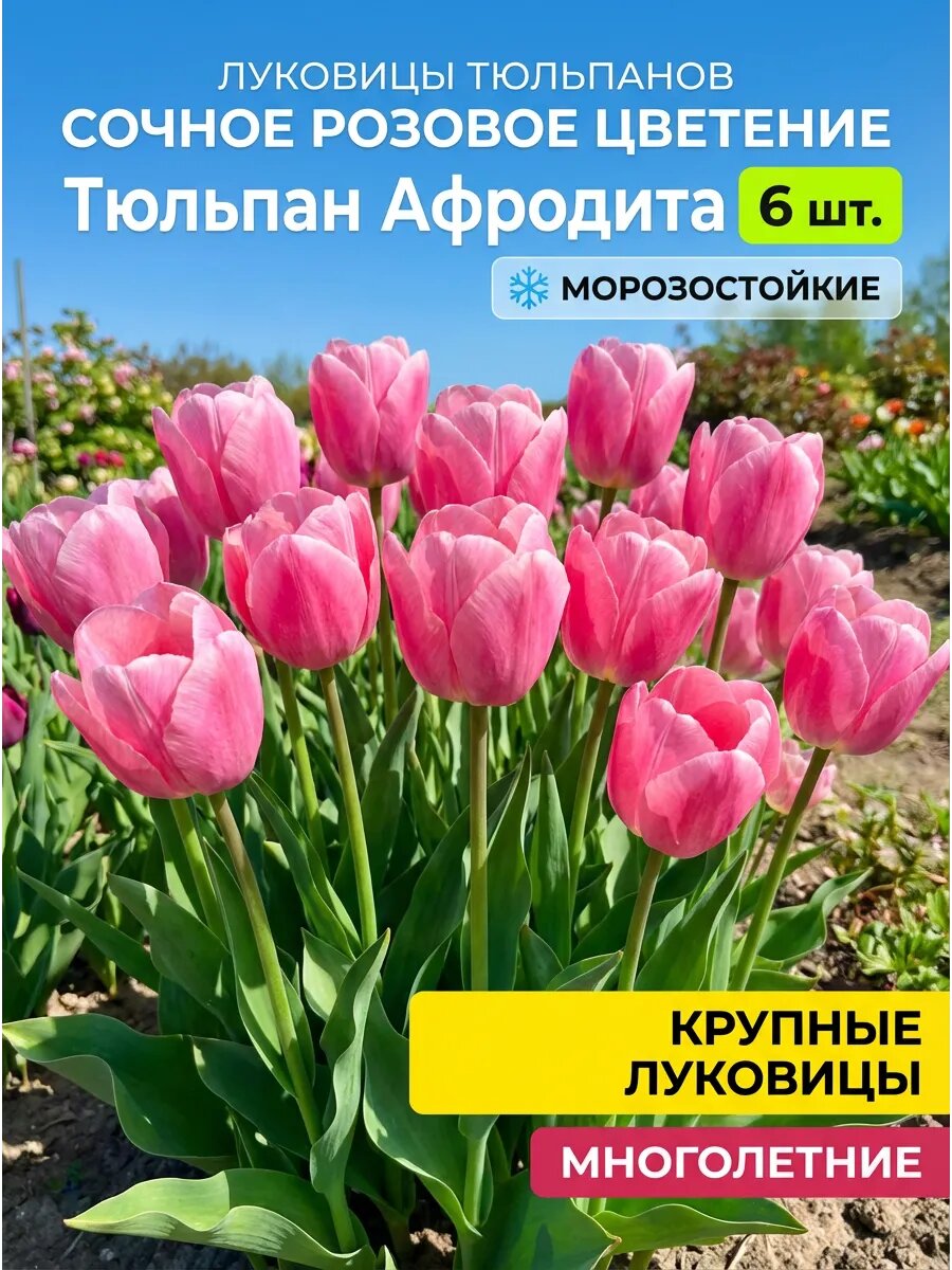 Тюльпаны луковицы для посадки многолетние Афродита