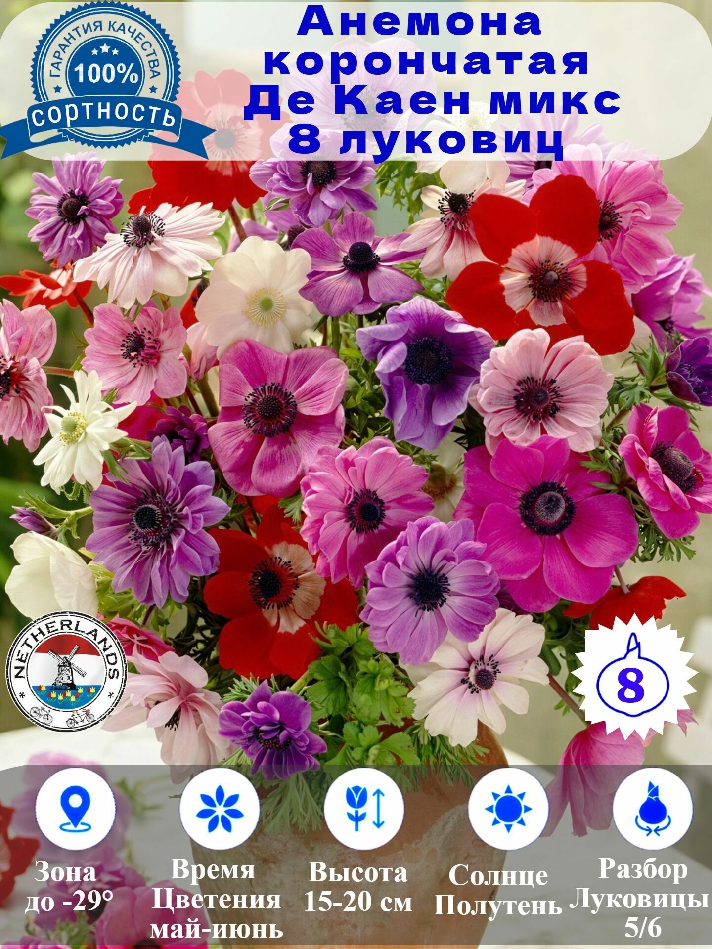 Анемона корончатая Де Каен микс, луковицы 8 штук