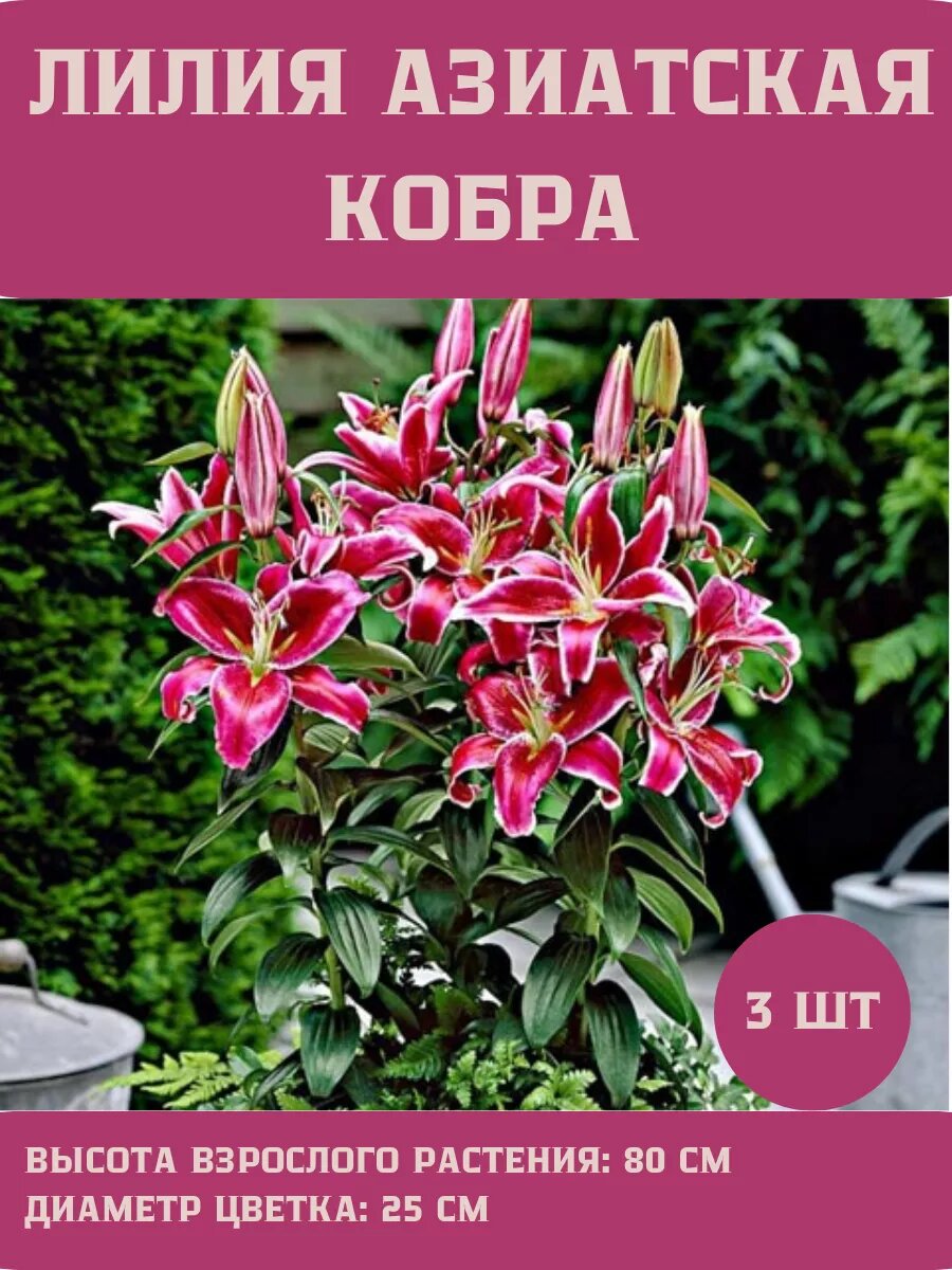 Лилия азиатская Кобра