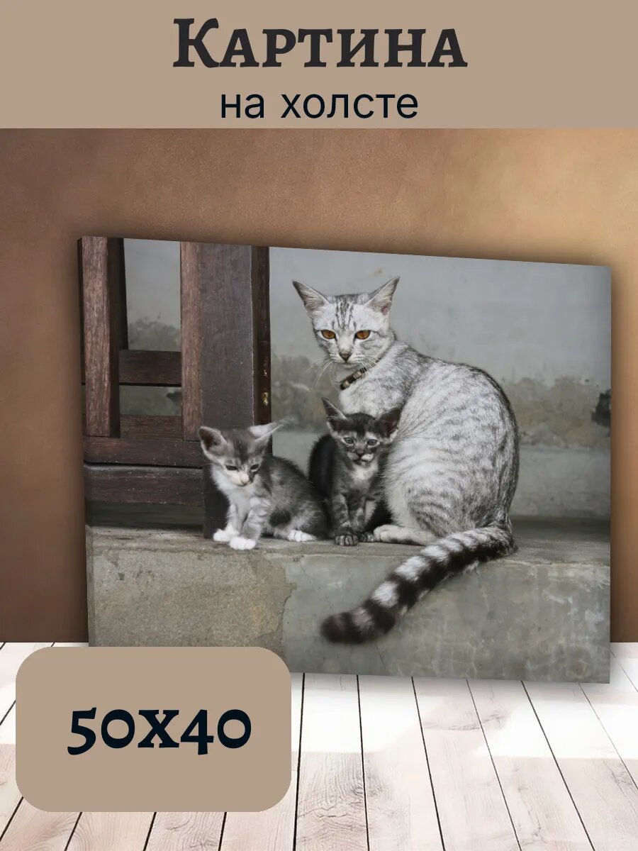 Картина Кот Кошка Cat 40x50 с котятами на бетонной площадке