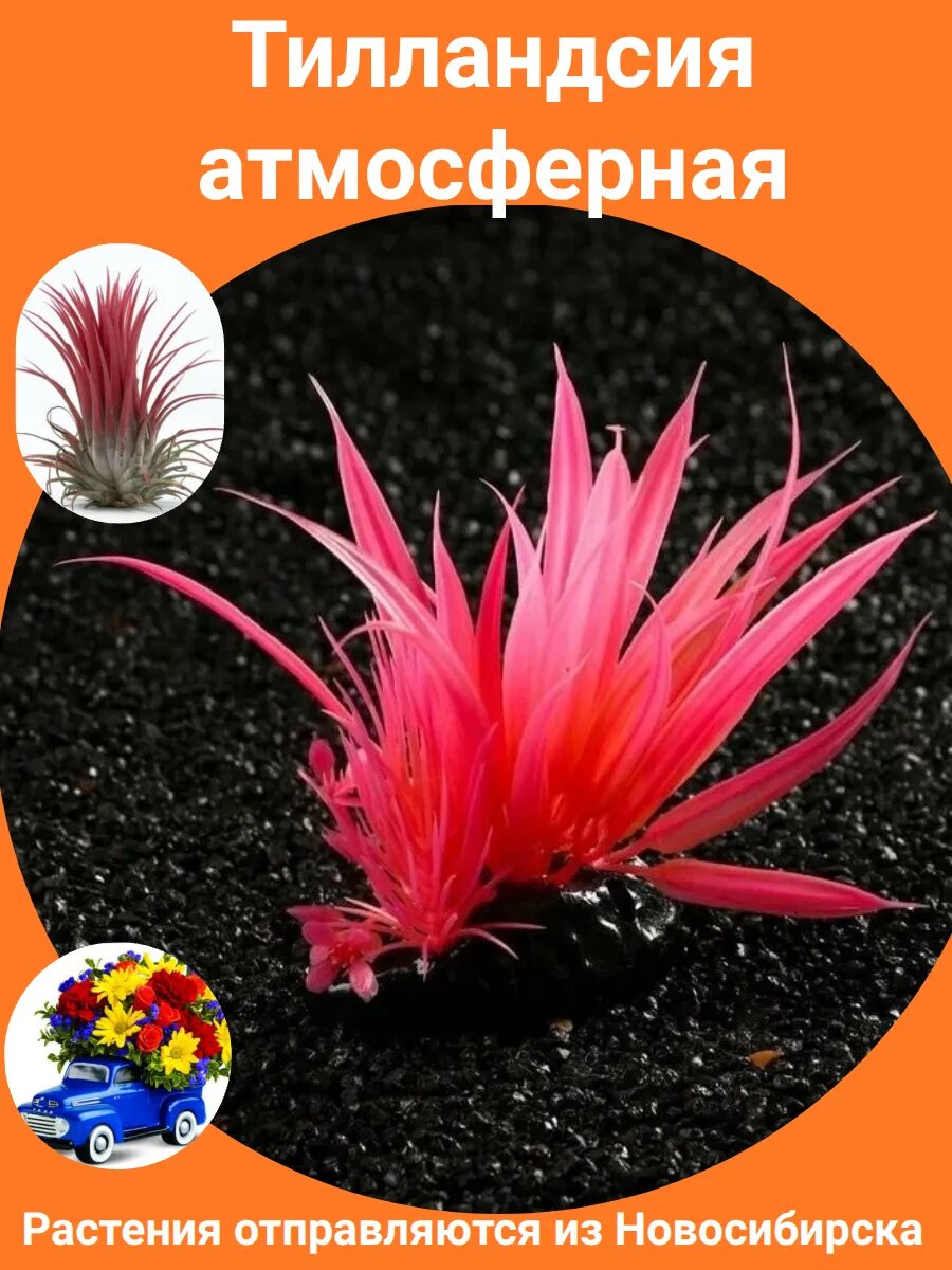Тилландсия атмосферная экзотическое комнатное растение