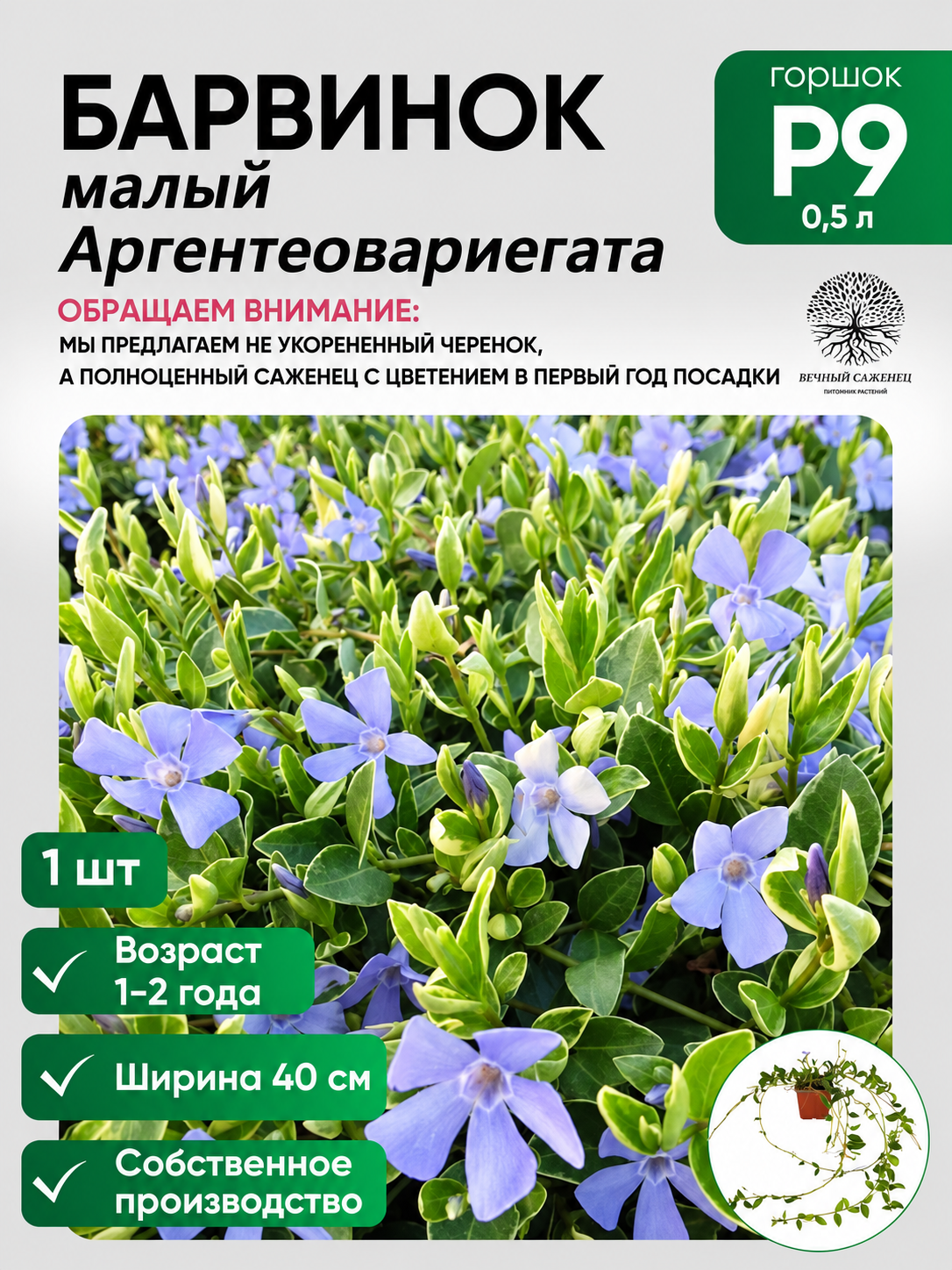 Барвинок малый Аргентеовариегата, саженец для сада и дачи, декоративное растение для посадки