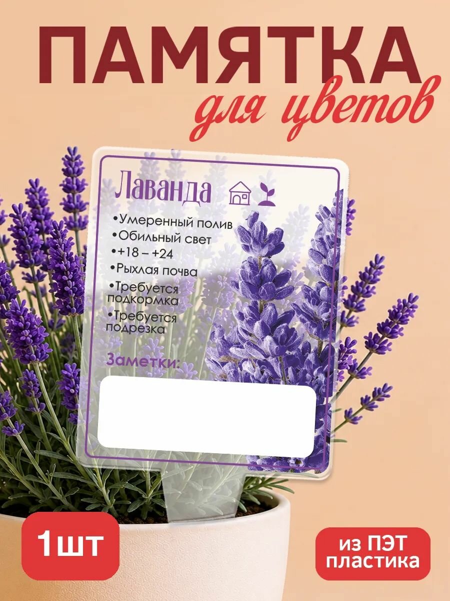 Памятка по уходу за цветами Лаванда