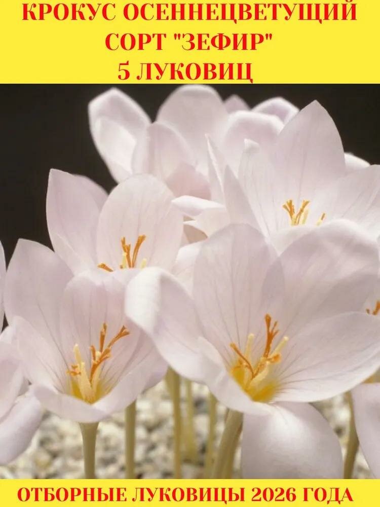 Крокус крупноцветковый осеннецветущий многолетний сорт "Зефир" 5 шт