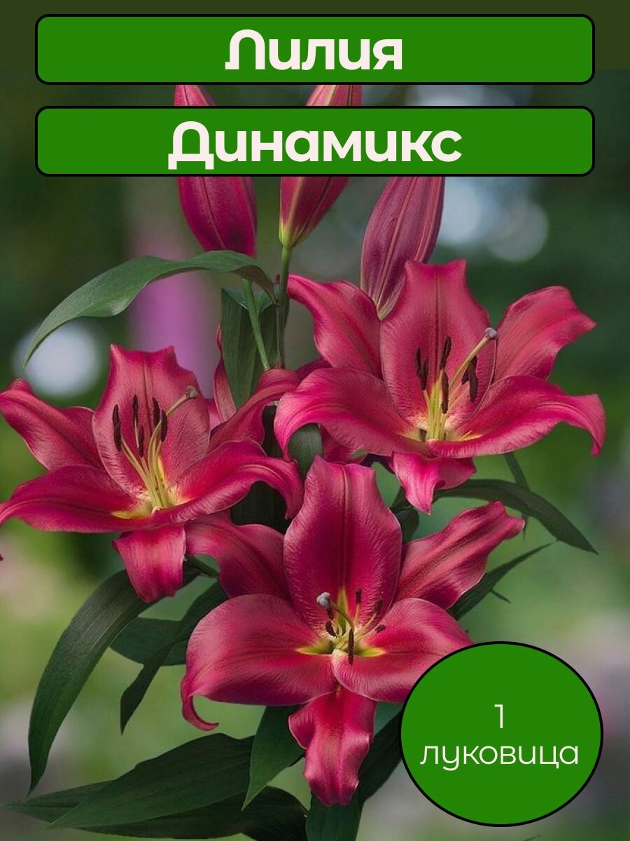 Луковицы Лилии Динамикс 1 шт