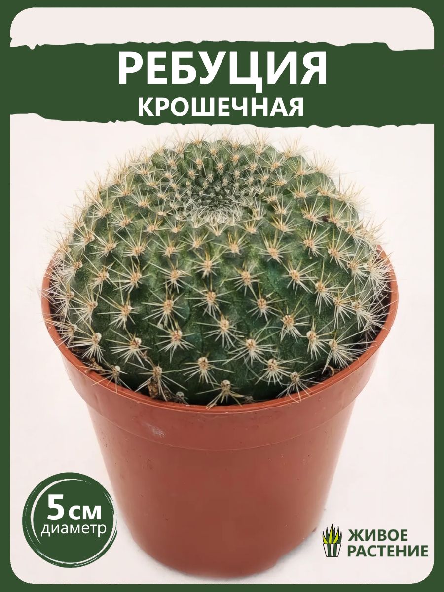 Кактус Ребуция крошечная (Rebutia minuscula), D-5