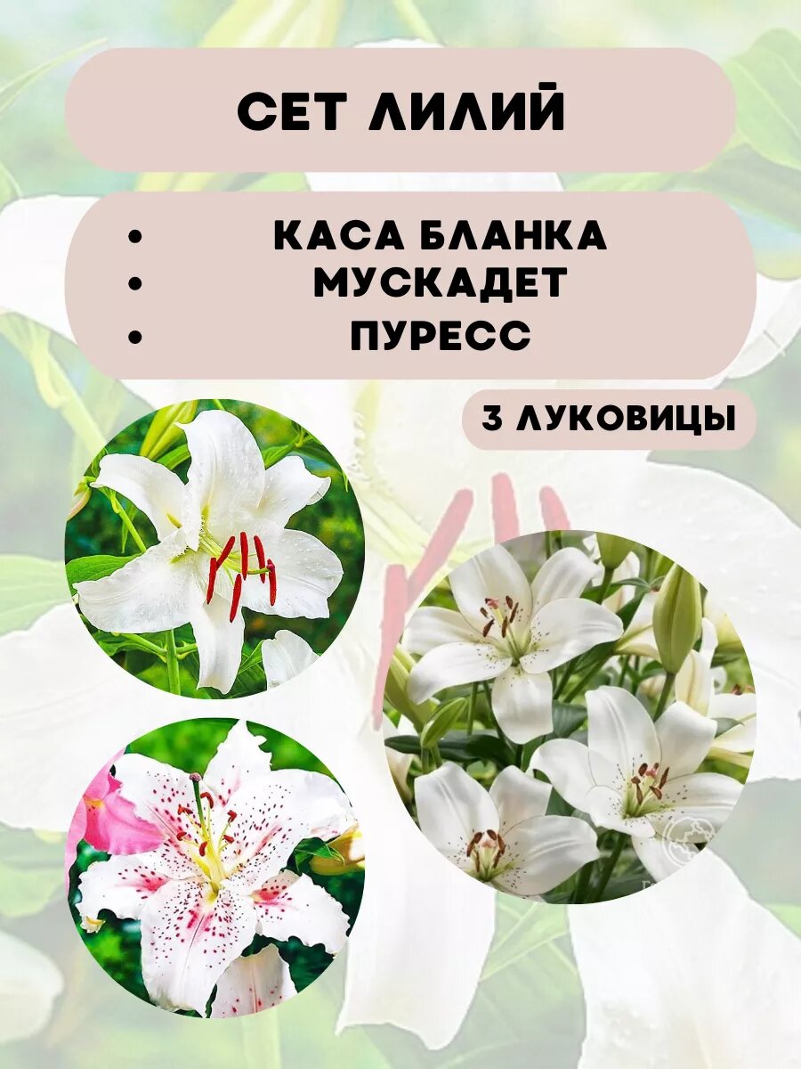 Луковицы лилий