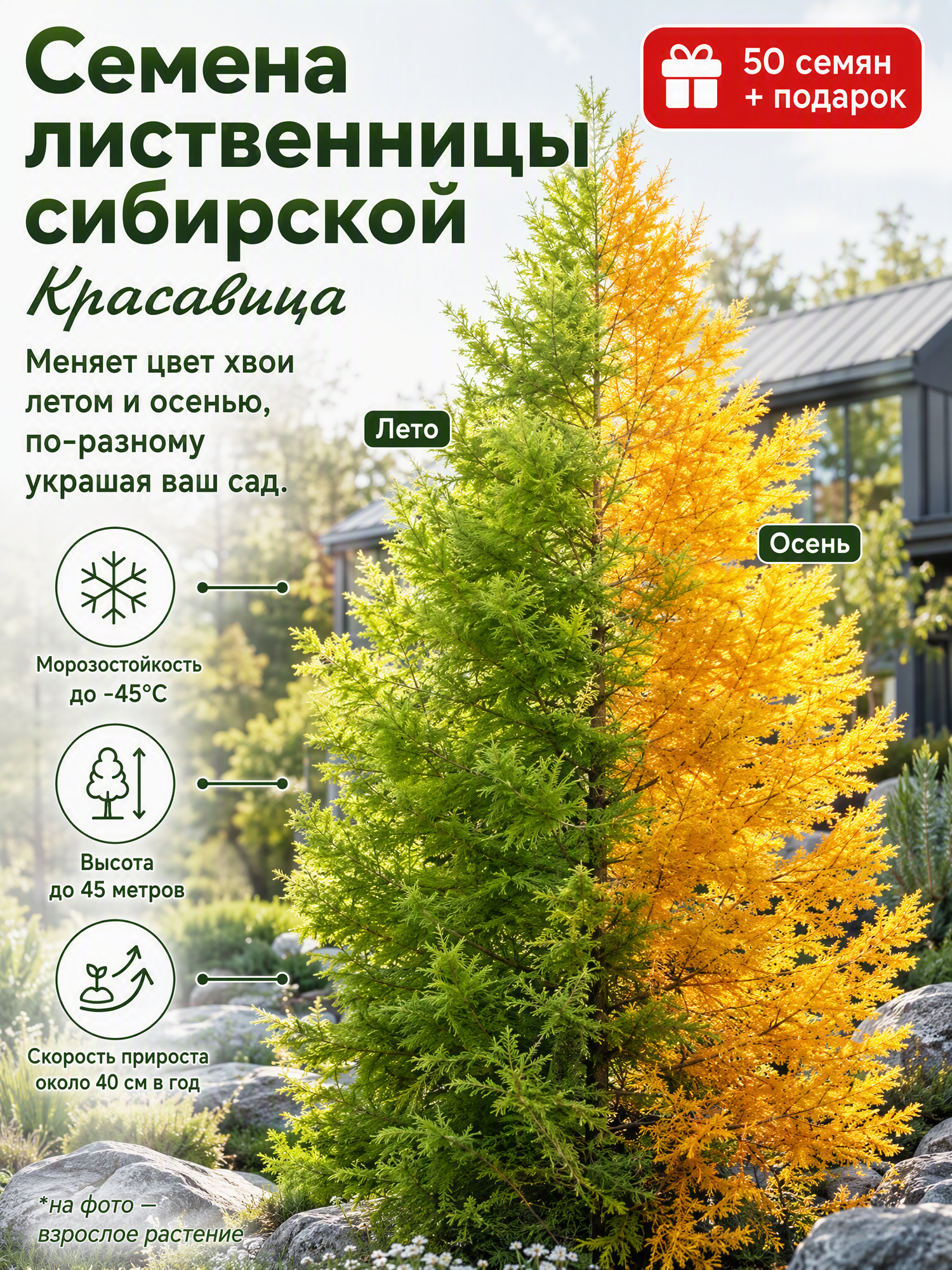 Лиственница Сибирская Красавица, Семена, 50 шт, семена хвойных растений