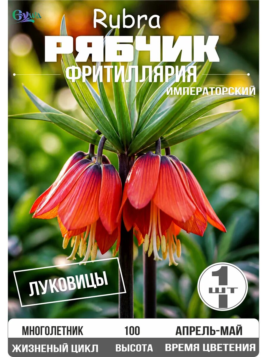 Рябчик императорский Рубра, луковицы 1 шт.