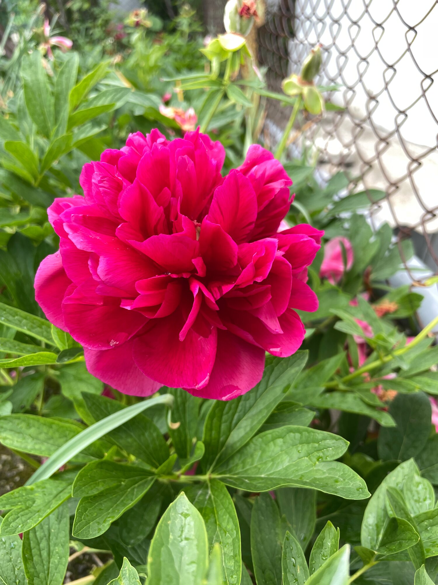 Пион Rubra Plena officinalis, клубень 1 шт. с почками 2-3 шт.