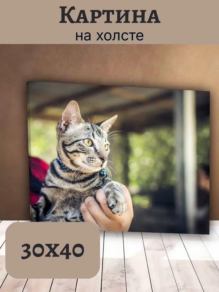 Картина Кот Кошка Cat 30x40 с желтыми глазами