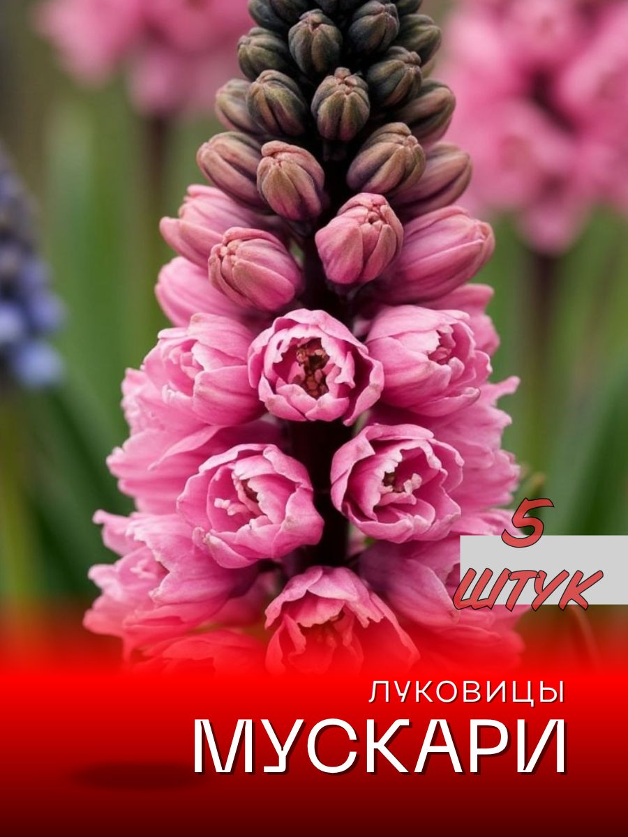 Луковицы Мускари