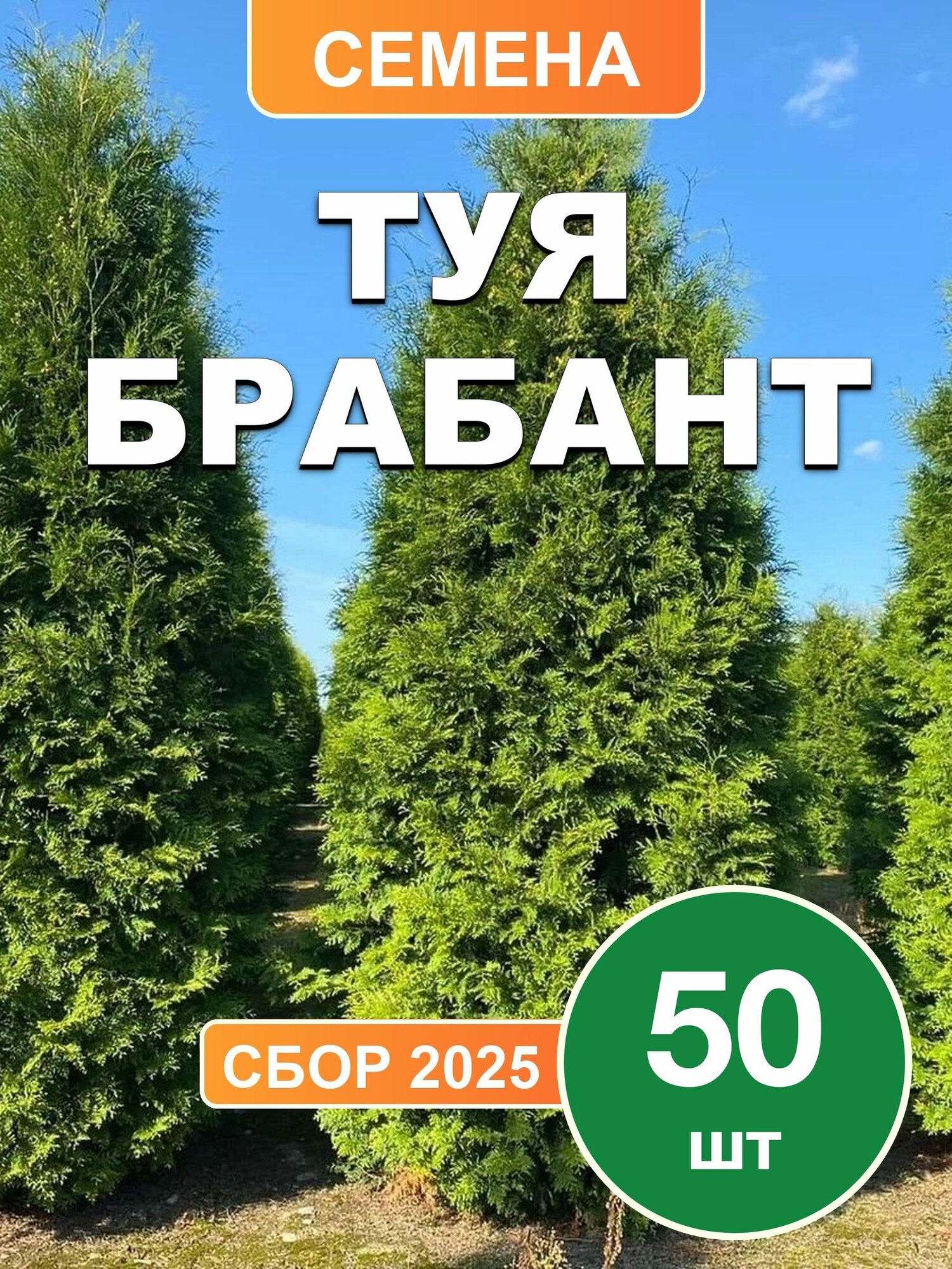 Туя Брабант, семена, 50 шт