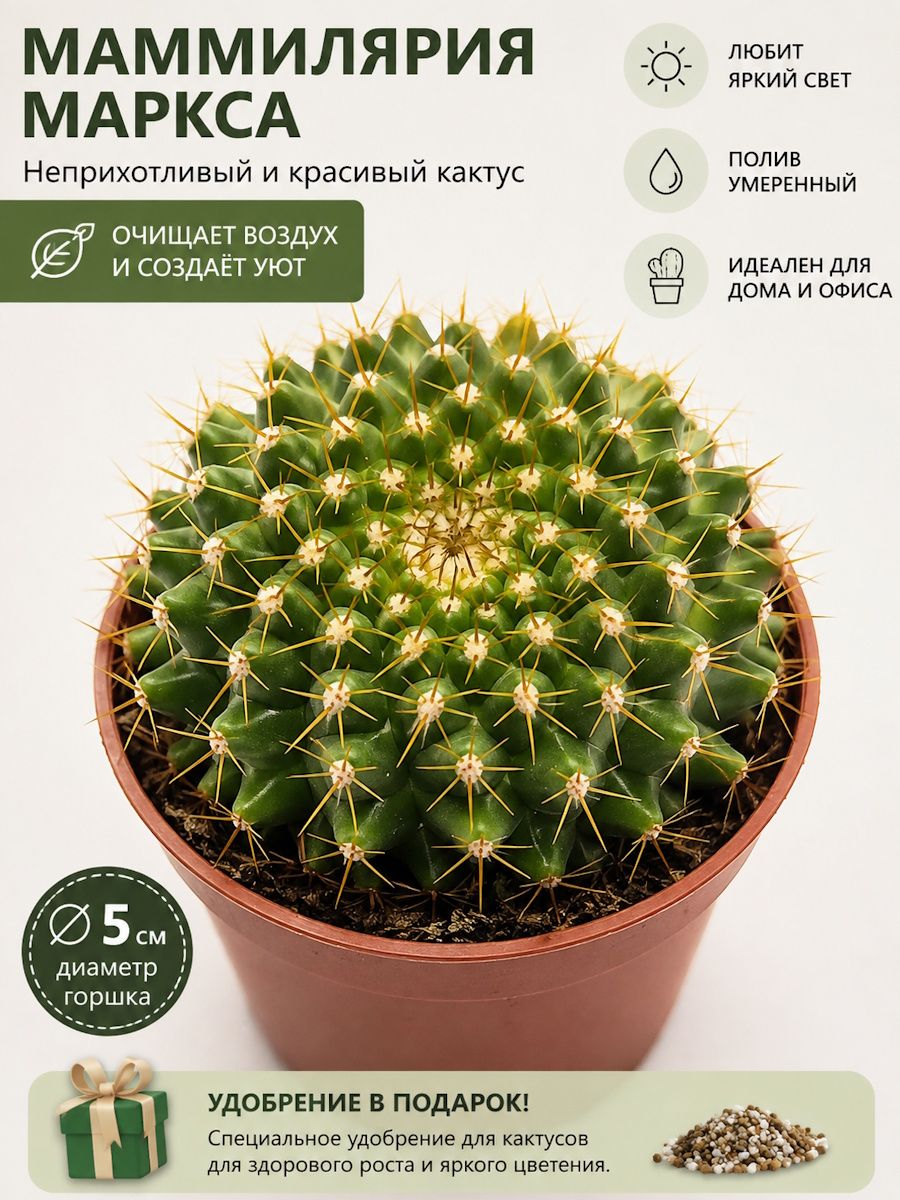 Маммиллярия Маркса, кактус живой, D-5 и удобрение