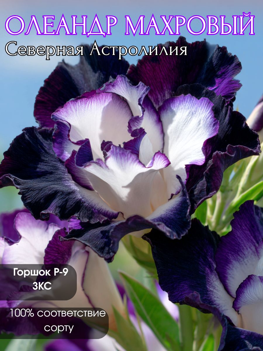 Олеандр Северная Астролилия