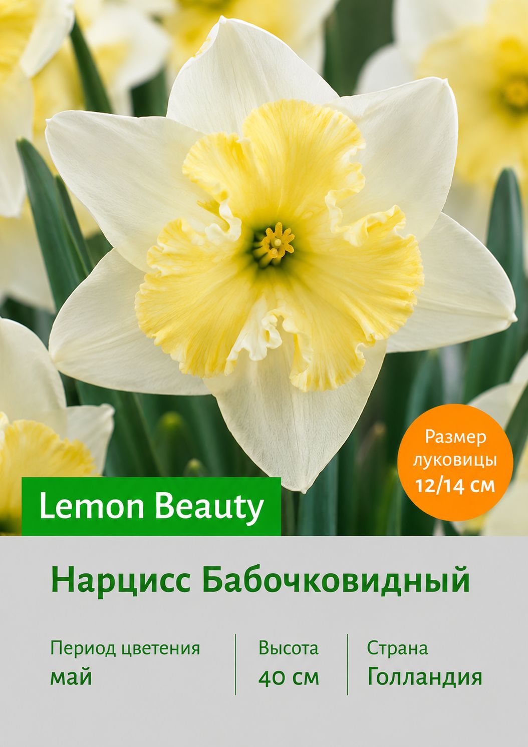 Нарцисс Лемон Бьюти (Lemon Beauty), бабочковидный. Луковицы, 2 шт. Сотка.