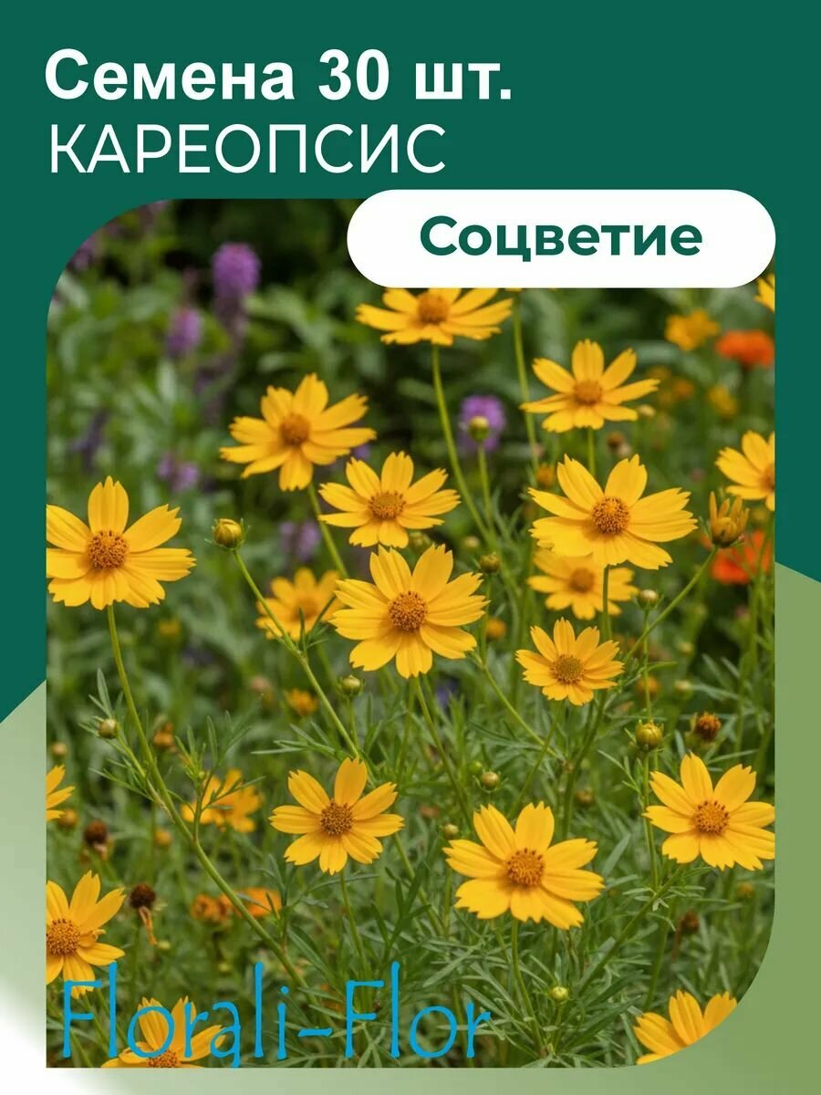 Кареопсис Семена