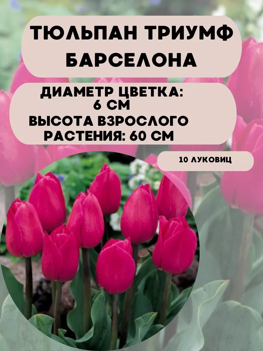 Тюльпан махровый попугайный триумф