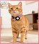 RFID-ошейник для кошек