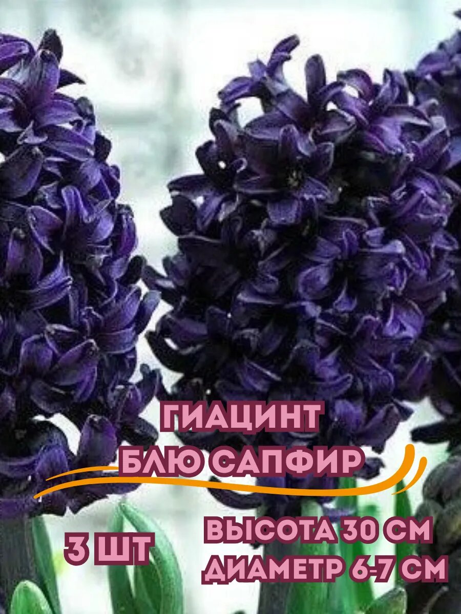 Луковицы Гиацинта многолетние растения
