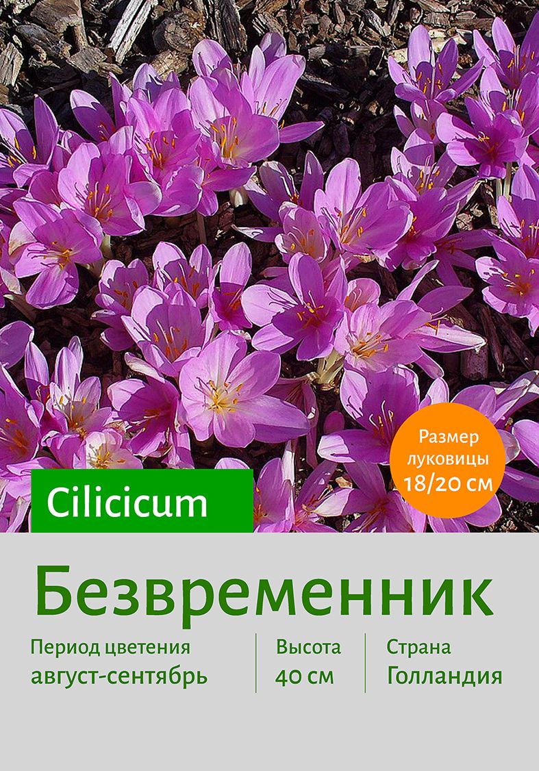 Безвременник киликийский (Cilicicum). Луковицы, 2 шт. Сотка.