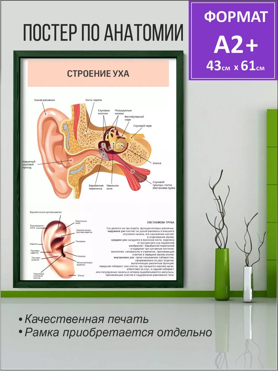 Постеры А2 по анатомии, строение уха