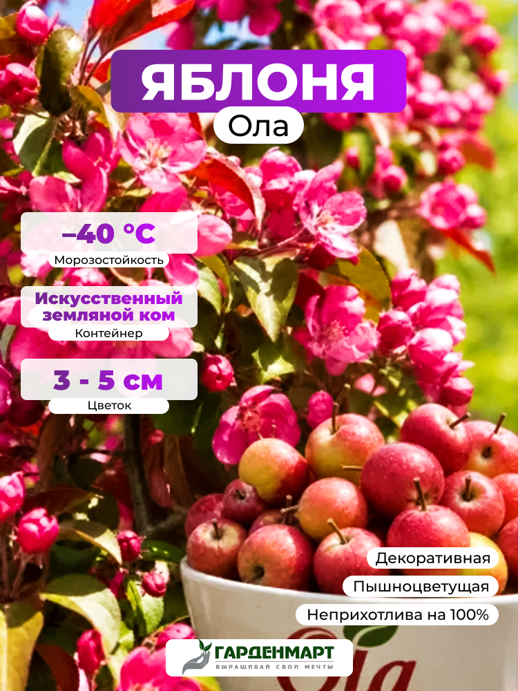 Саженец Гарденмарт Яблоня декоративная пышноцветущая Ола