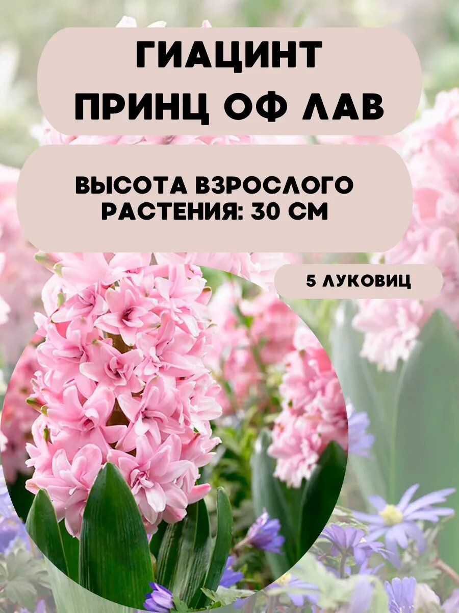 Гиацинт многолетний луковичные растения