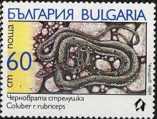 (1989-093) Марка Болгария "Змеи" Змеи III