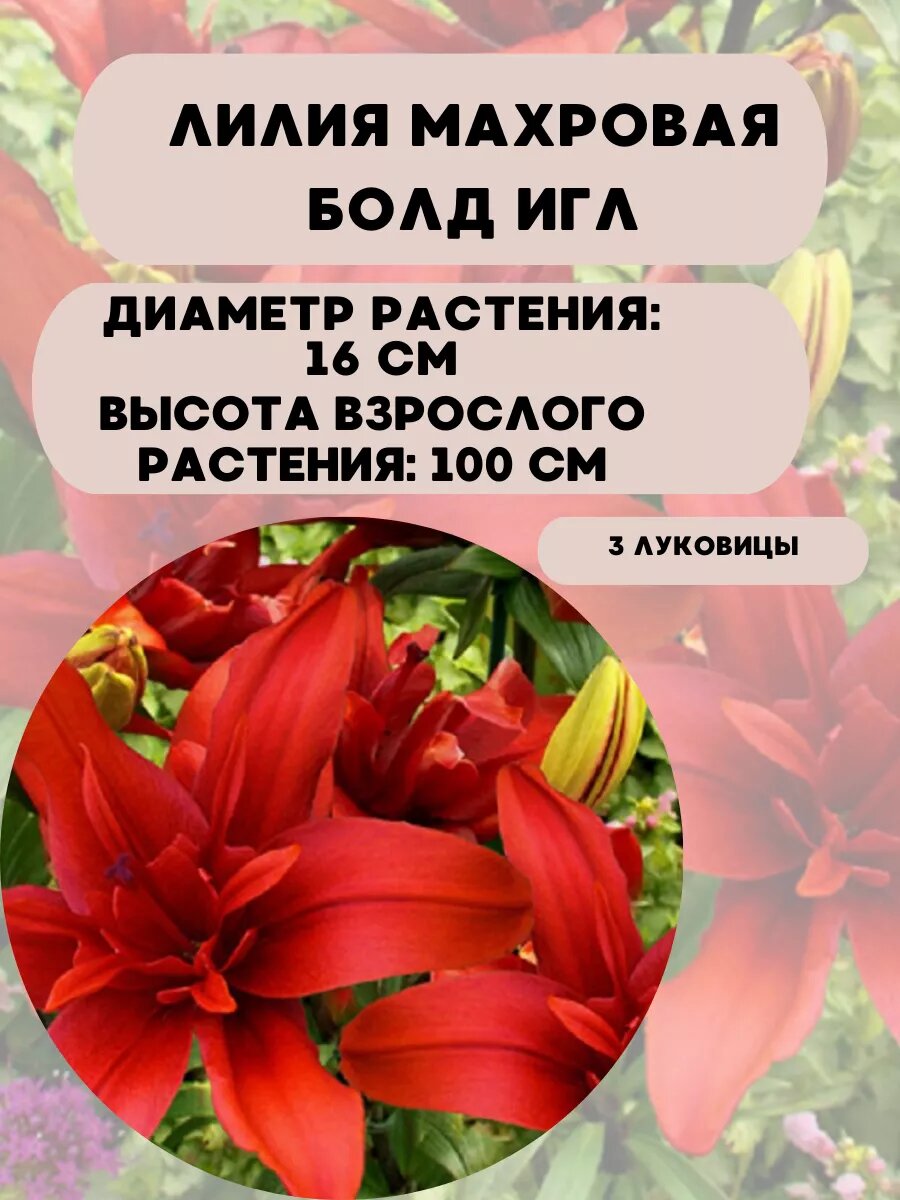 Лилия махровая; Азиатская лилия; Трубчатая лилия