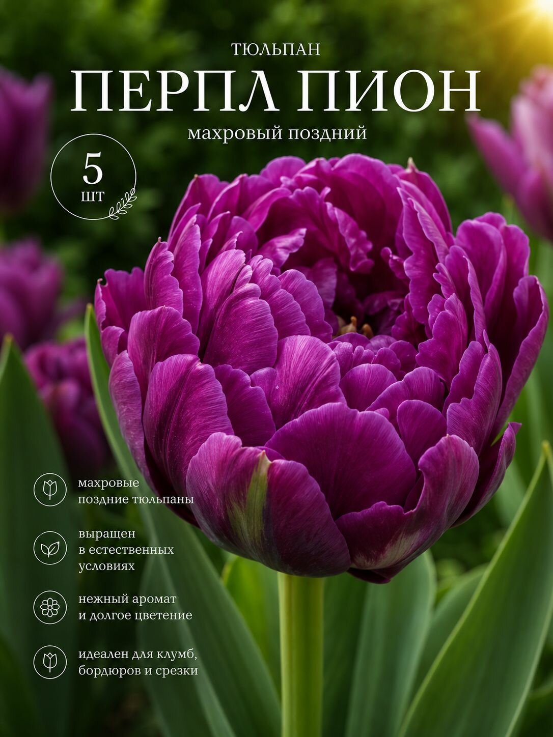 Тюльпаны "Перпл Пион", многолетние, 5 луковиц, 40-50 см, насыщенно-фиолетовые
