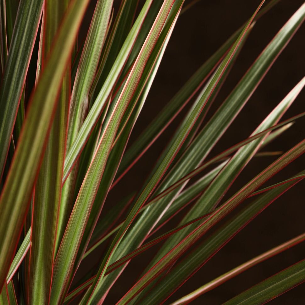 Комнатное растение LuxuryPlants Драцена Маргината Биколор 3ст 100/21 — фото 1