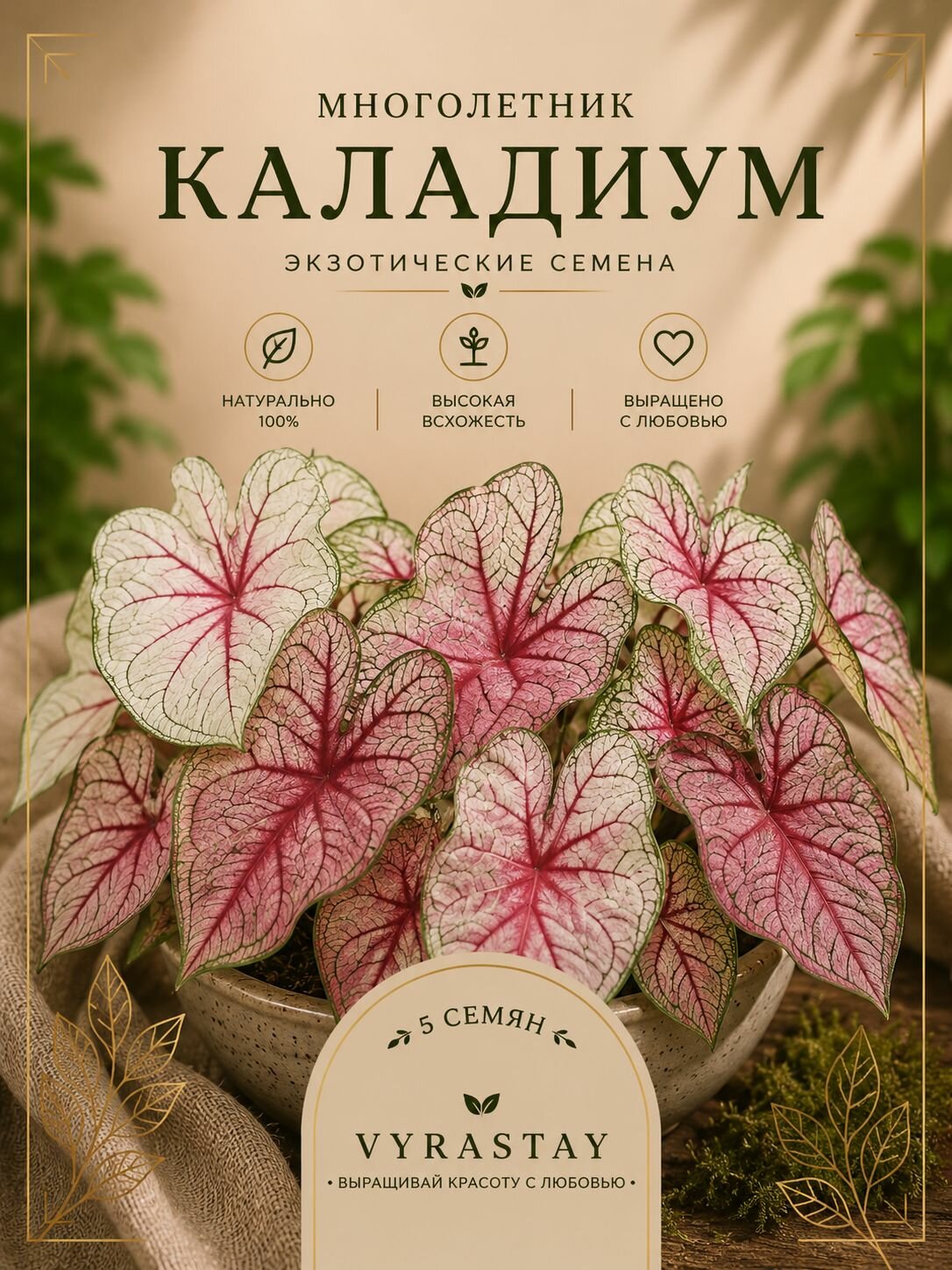 Каладиум микс, тропическое растение, яркие краски, семена 5 штук