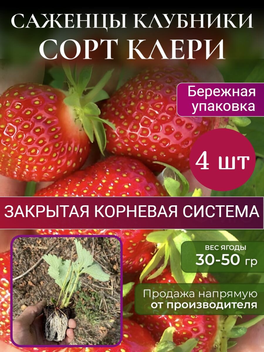 Саженцы клубники с закрытой корневой системой 4 шт ЗКС для посадки