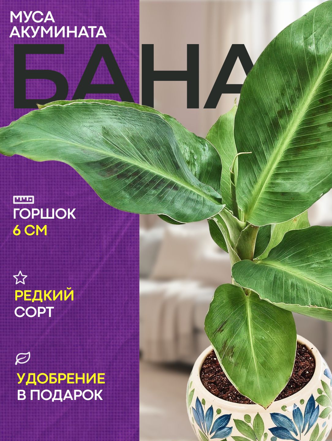 Банан Муса Акумината саженец комнатного растения живой
