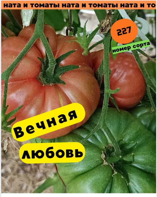 Семена томата Вечная любовь, Коллекционный сорт 10 шт