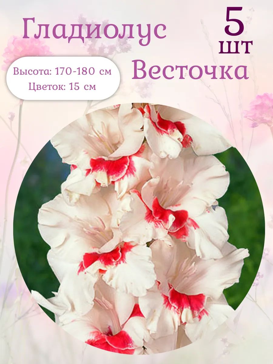Гладиолус махровый, многолетние цветы, луковицы 5 штук