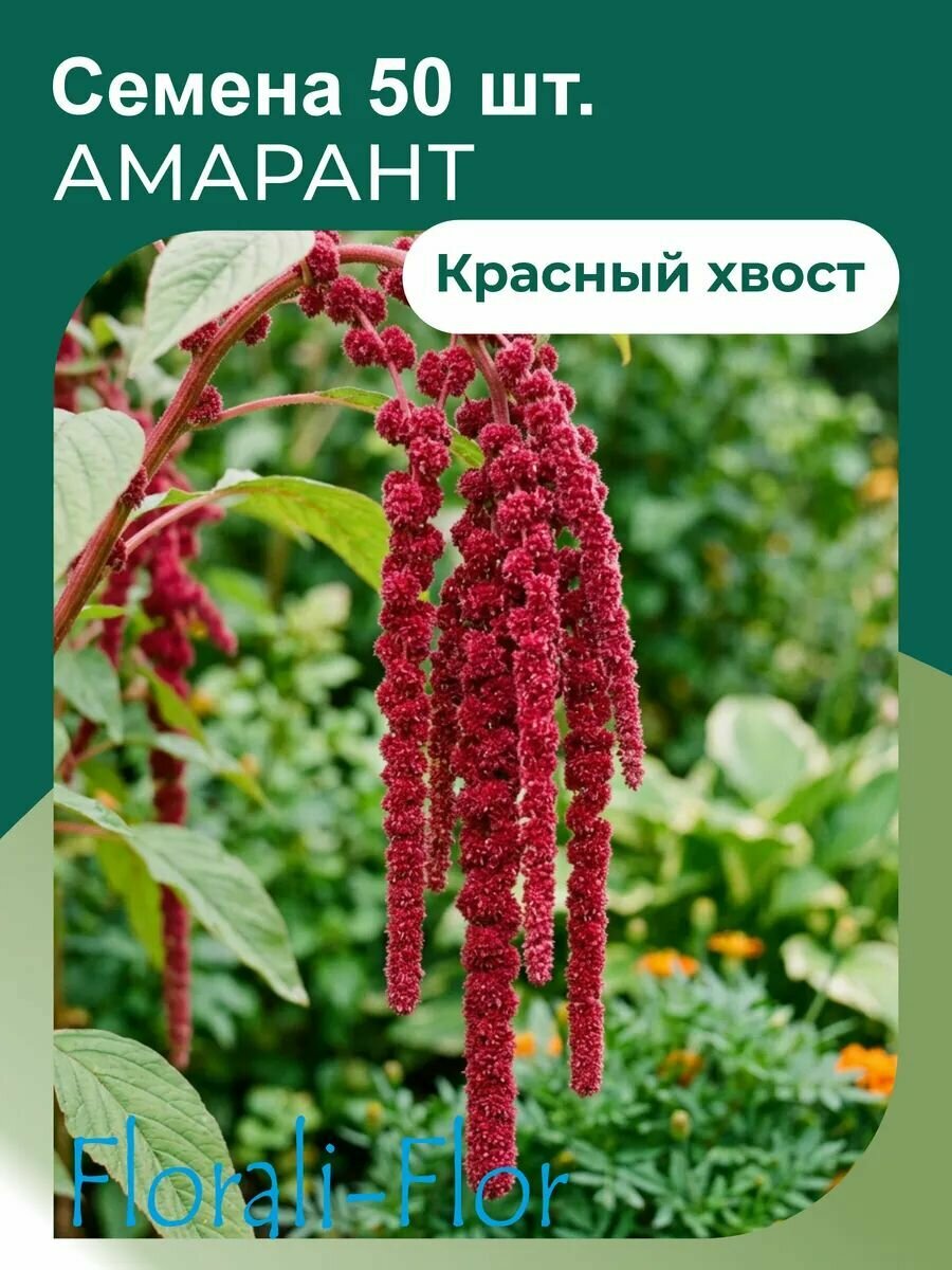 Амарант Семена