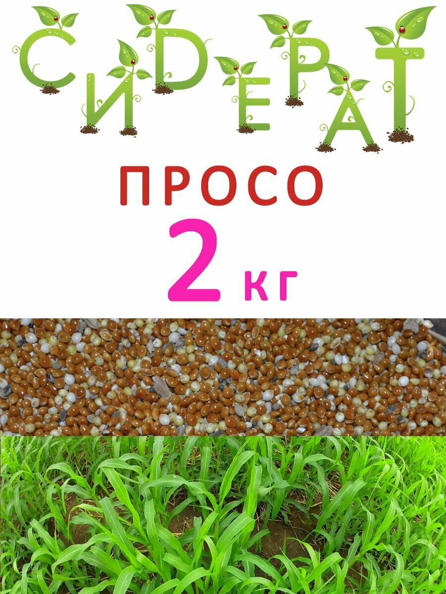 Сидерат Просо