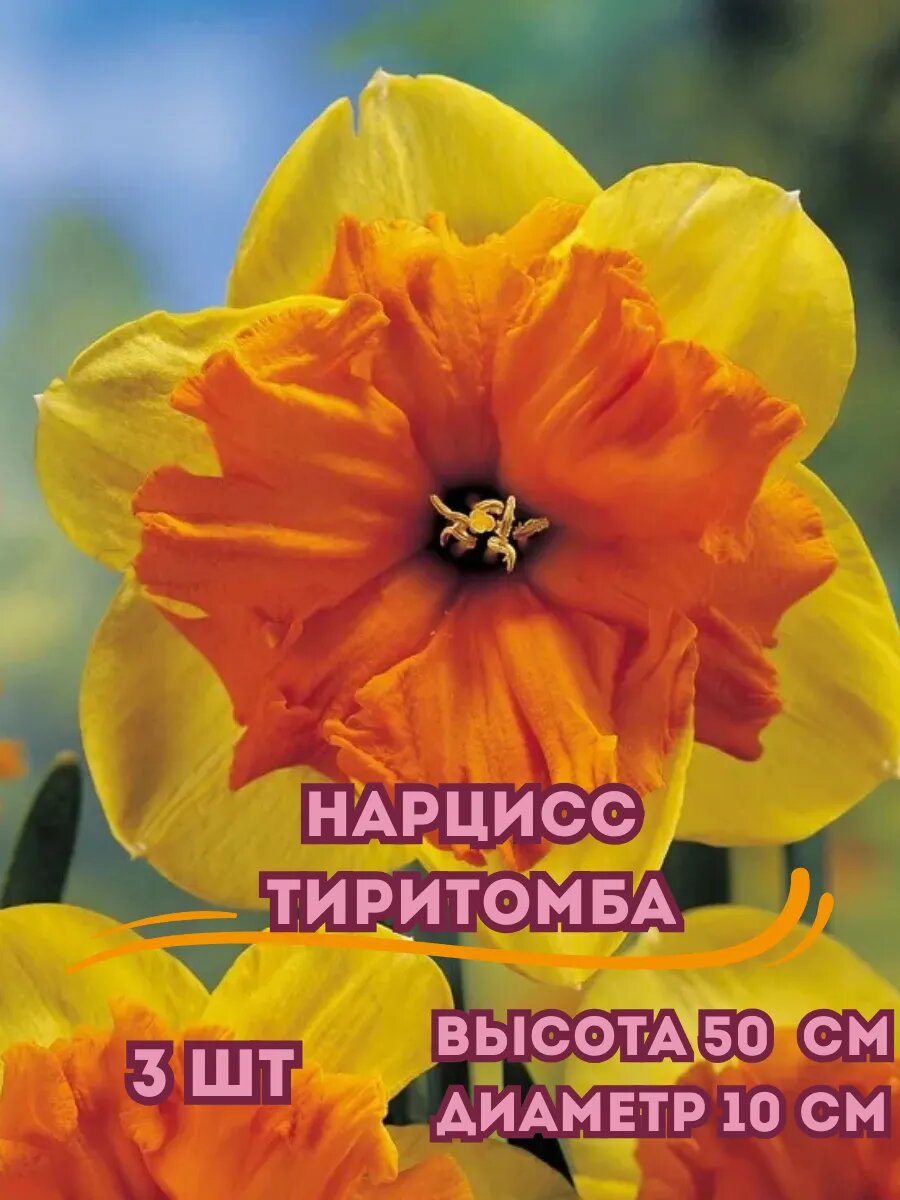 Нарцисс цветок луковицы нарциссов