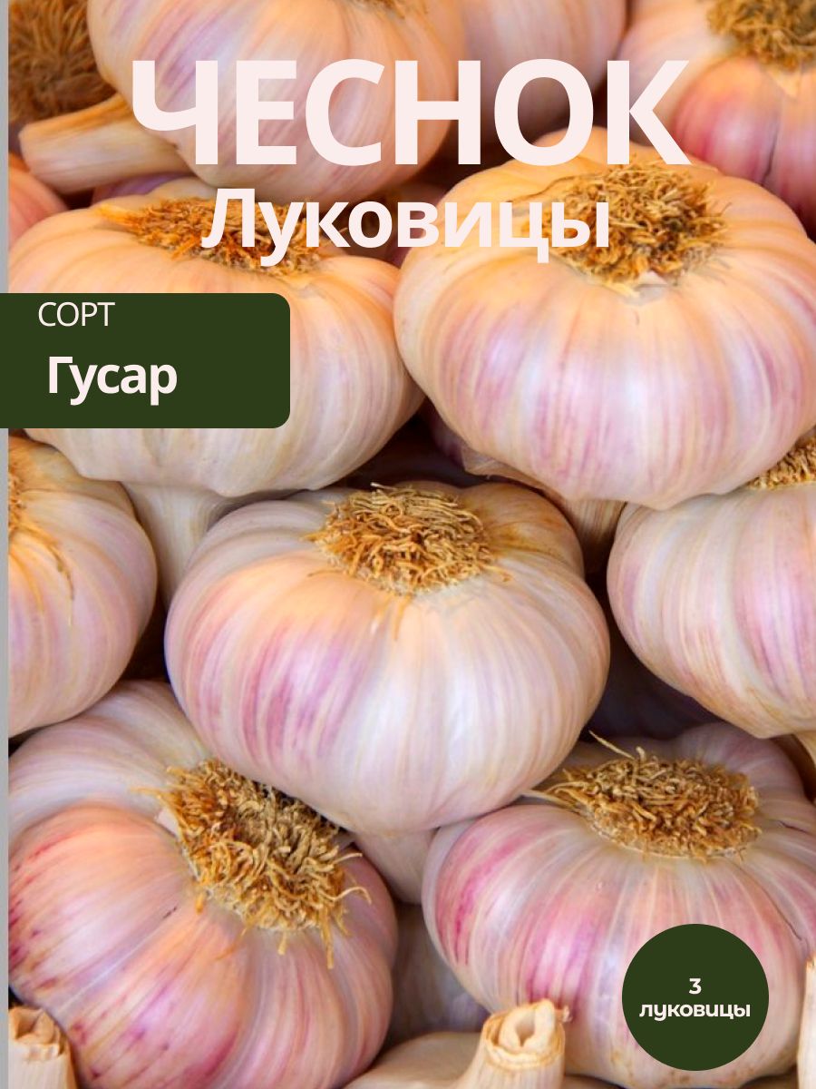 Луковицы Чеснока Гусар 3 шт