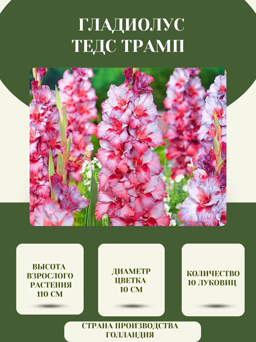 Гладиолус Блэк Джек /Луковичные растения