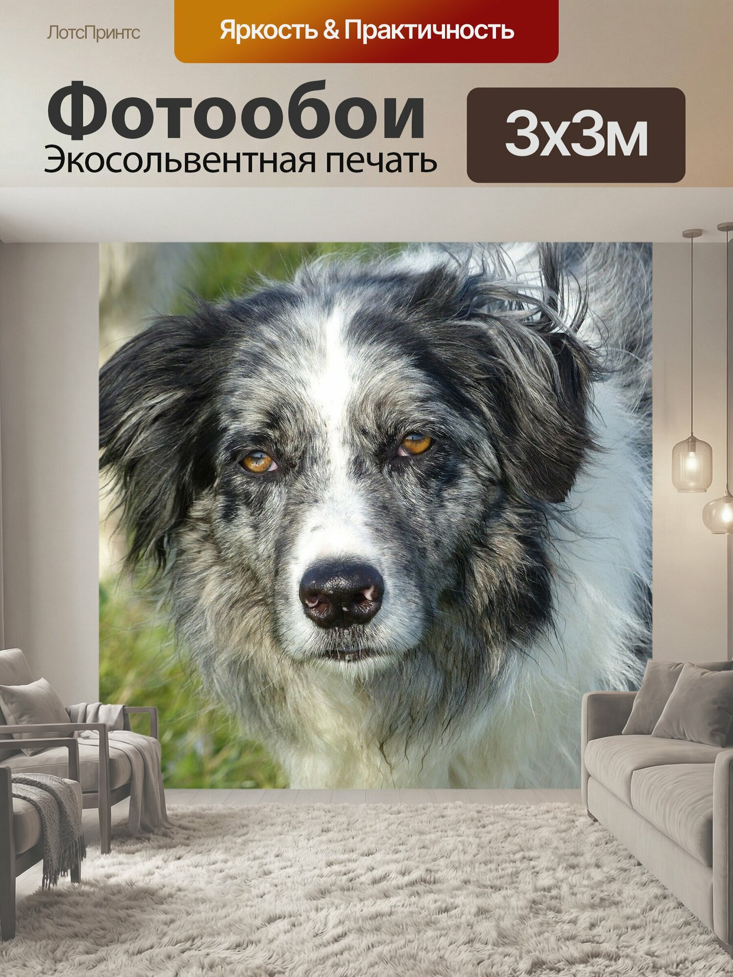 Фотообои "Собака, бордер-колли, колли" 300x300 см. экосольвентная печать
