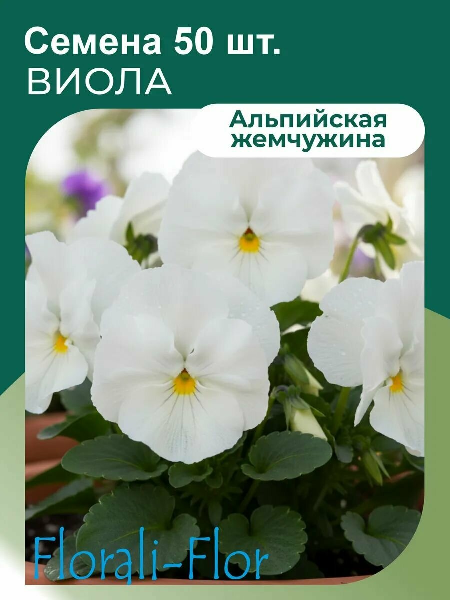 Виола Семена
