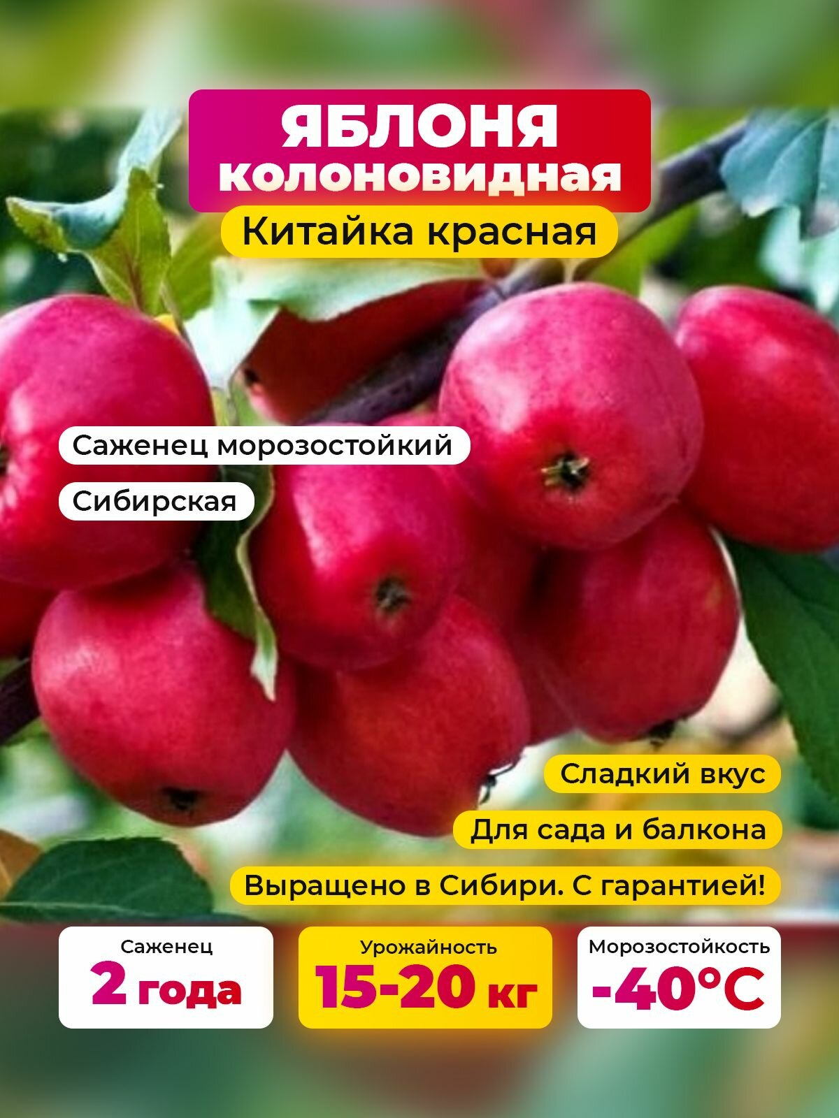 Саженец морозостойкий Яблоня колоновидная сибирская Китайка красная