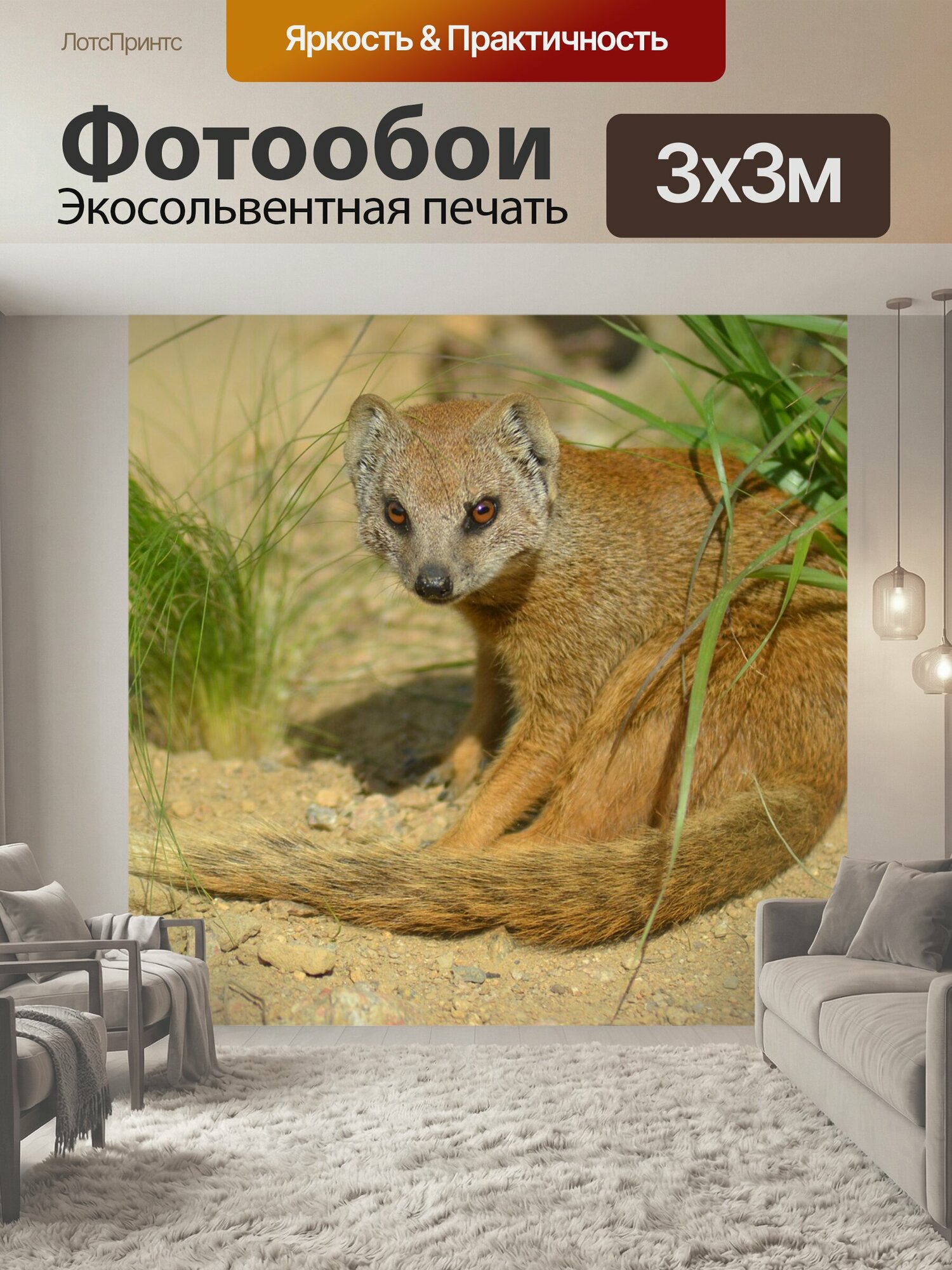 Фотообои "Желтый мангуст, cynictis penicillata, африка" 300x300 см. экосольвентная печать