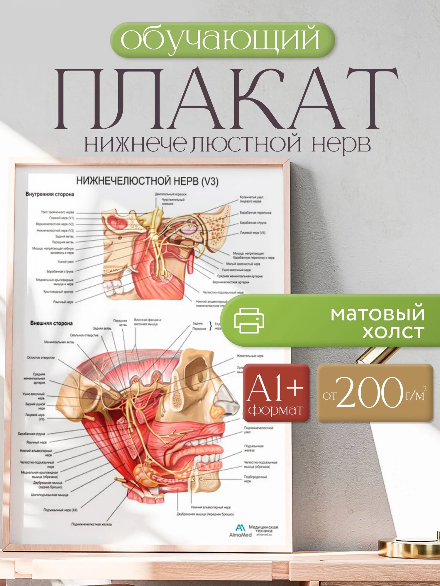 Обучающий плакат "Нижнечелюстной нерв", размер А1+, матовый холст от 200г/м2