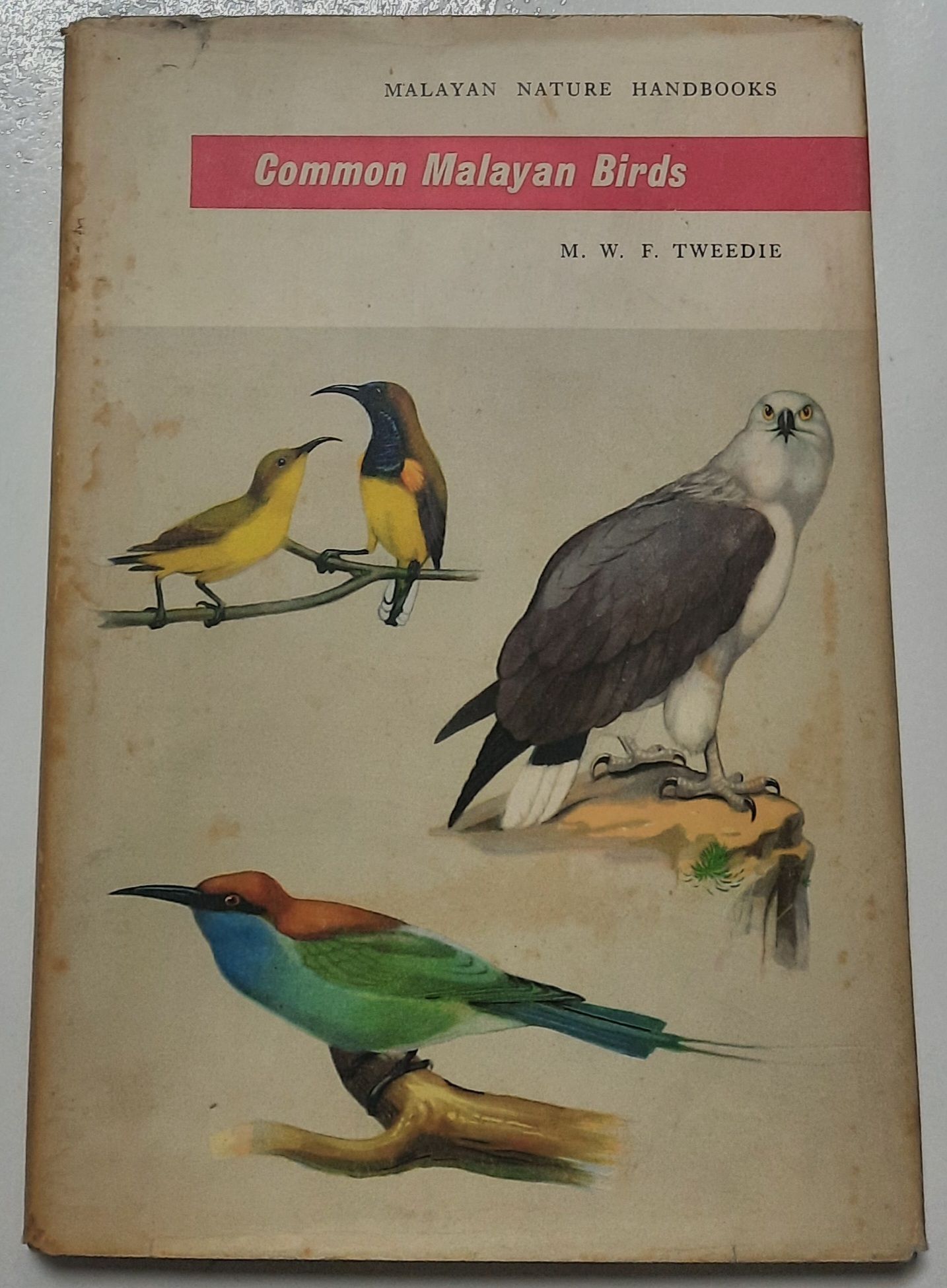 Common Malayan Birds